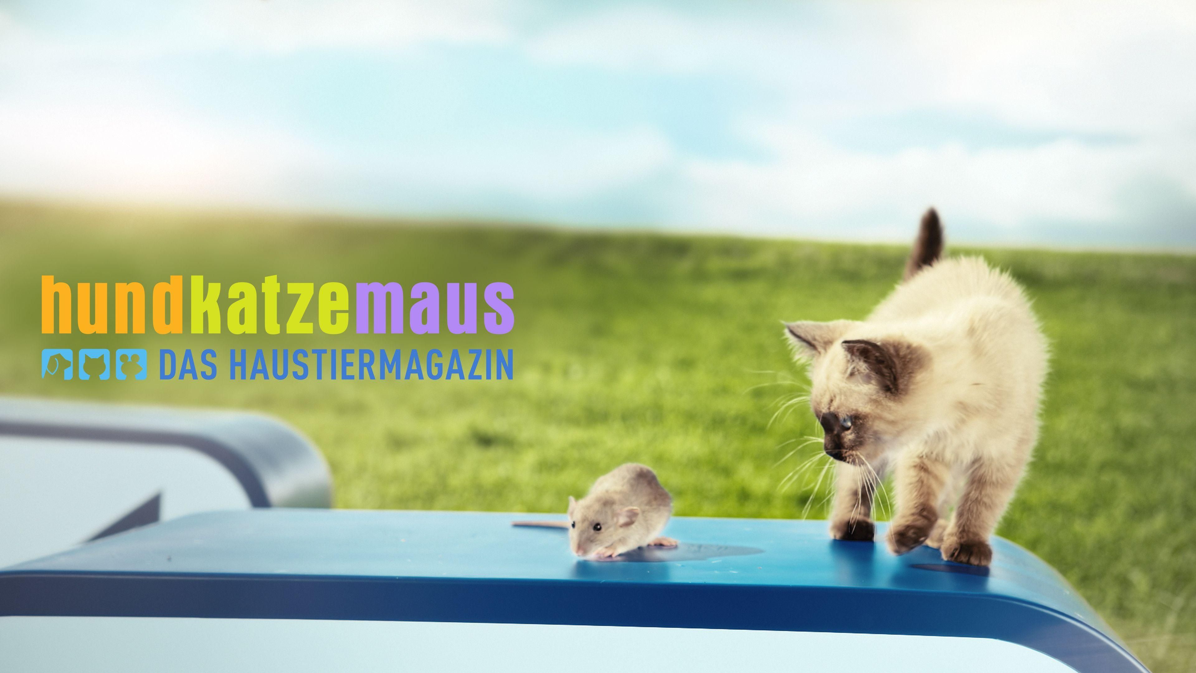 Folge 24 vom 14.06.2025 - hundkatzemaus - Das Haustiermagazin | RTL+ Folge 24 vom 14.06.2025 - hundkatzemaus - Das Haustiermagazin | RTL+