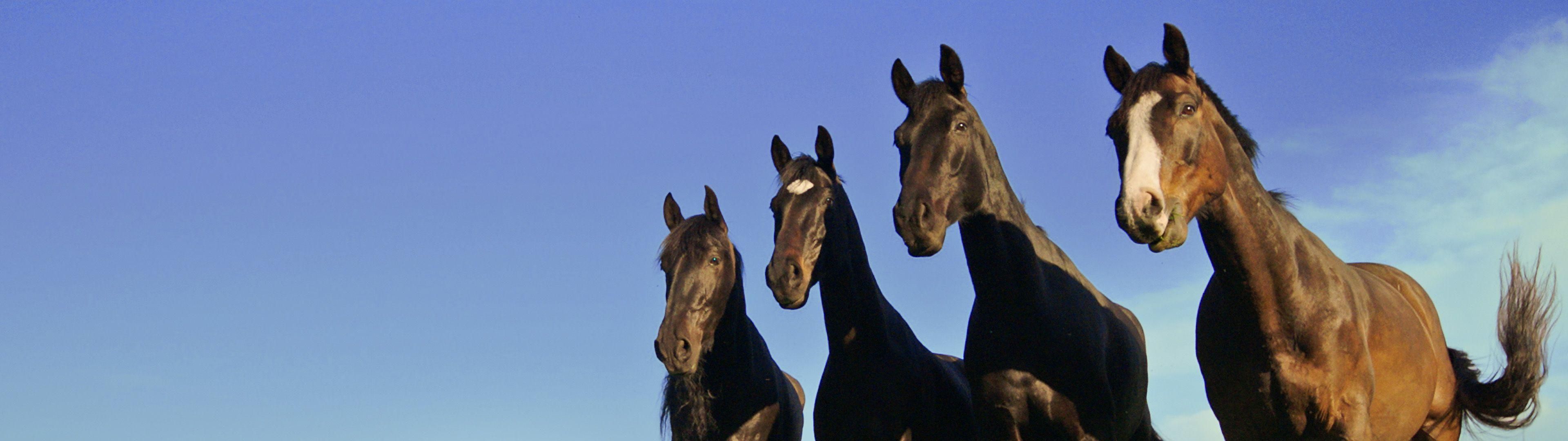 Die Pferdeprofis Staffel 12 im Stream | RTL+