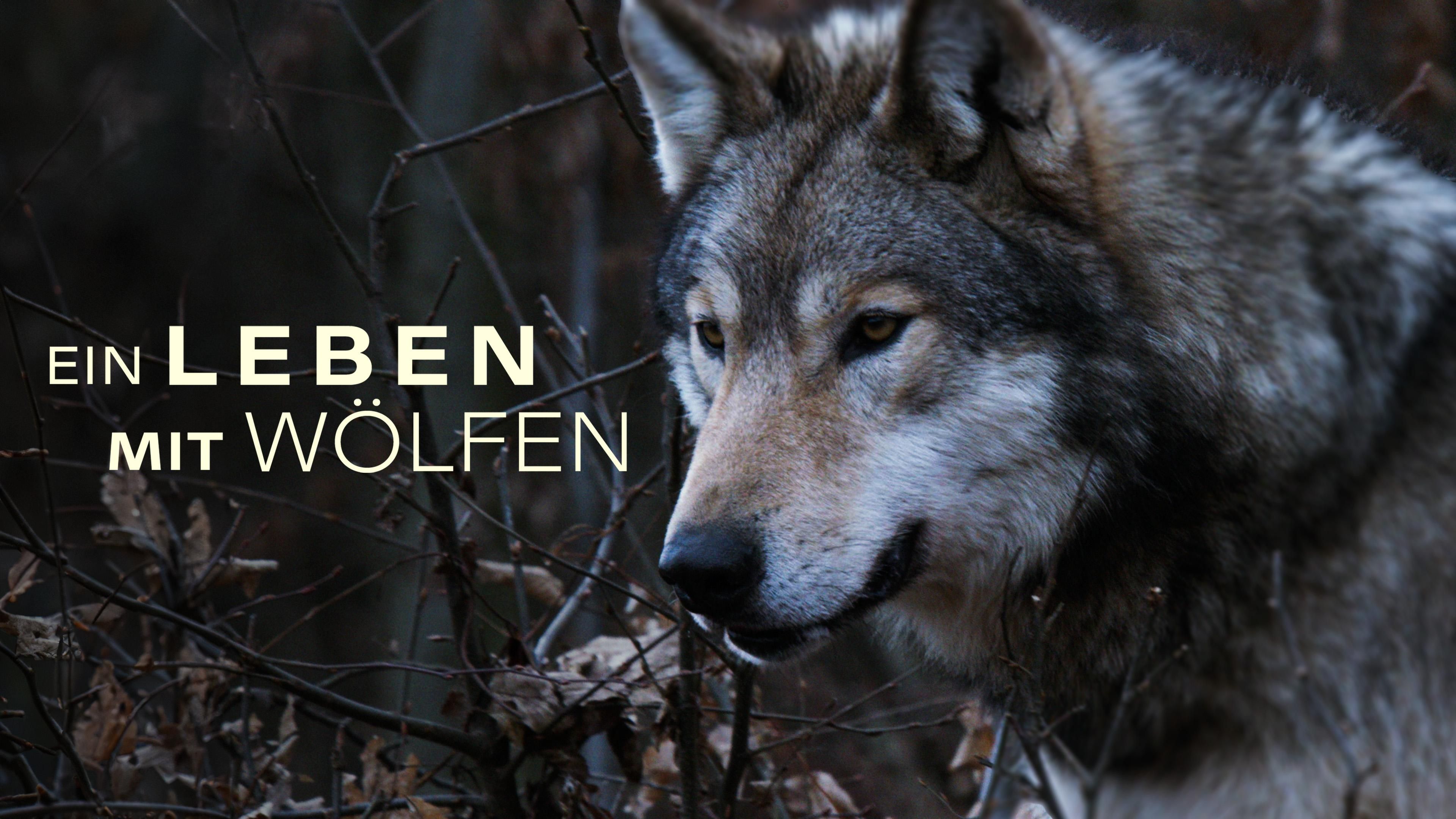 Ein Leben mit Wölfen - Film online anschauen | RTL+