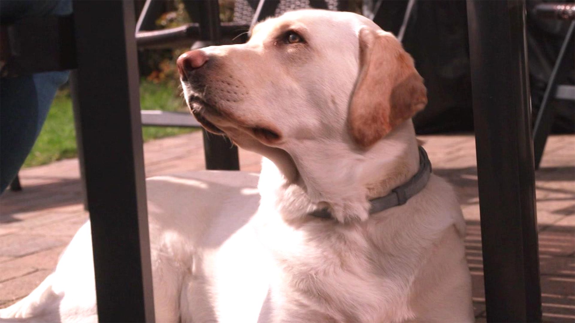 Folge 1 vom 20.08.2022 - Der Hundeprofi - Rütters Team | RTL+ Folge 1 vom 20.08.2022 - Der Hundeprofi - Rütters Team | RTL+