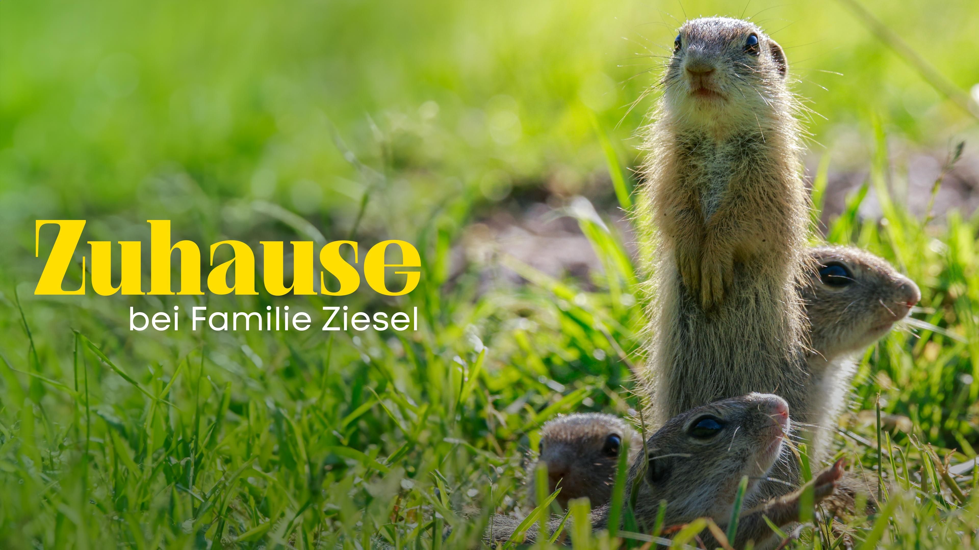 Zuhause bei Familie Ziesel - Filme online schauen | RTL+