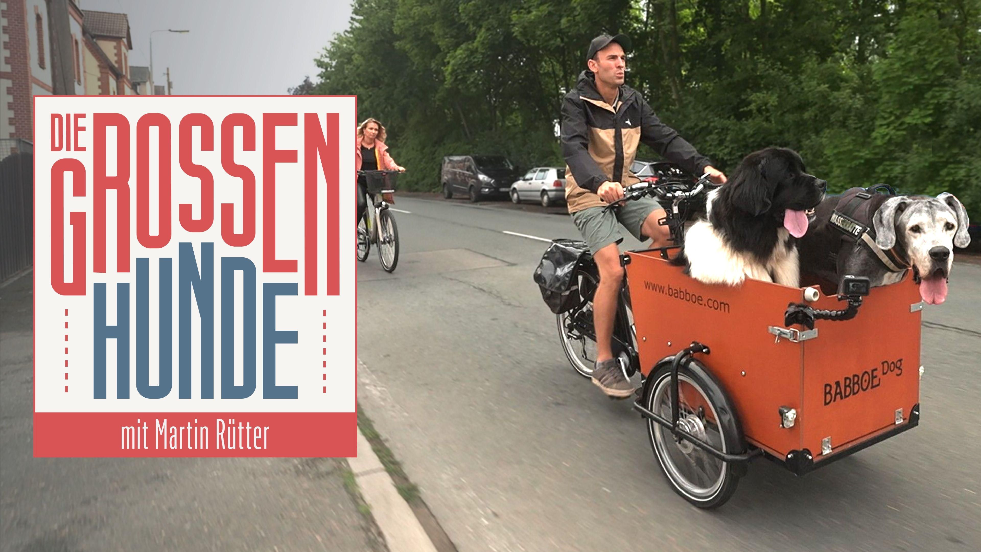 Folge 2 vom 18.04.2025 - Die großen Hunde - Mit Martin Rütter - Staffel 100 | RTL+