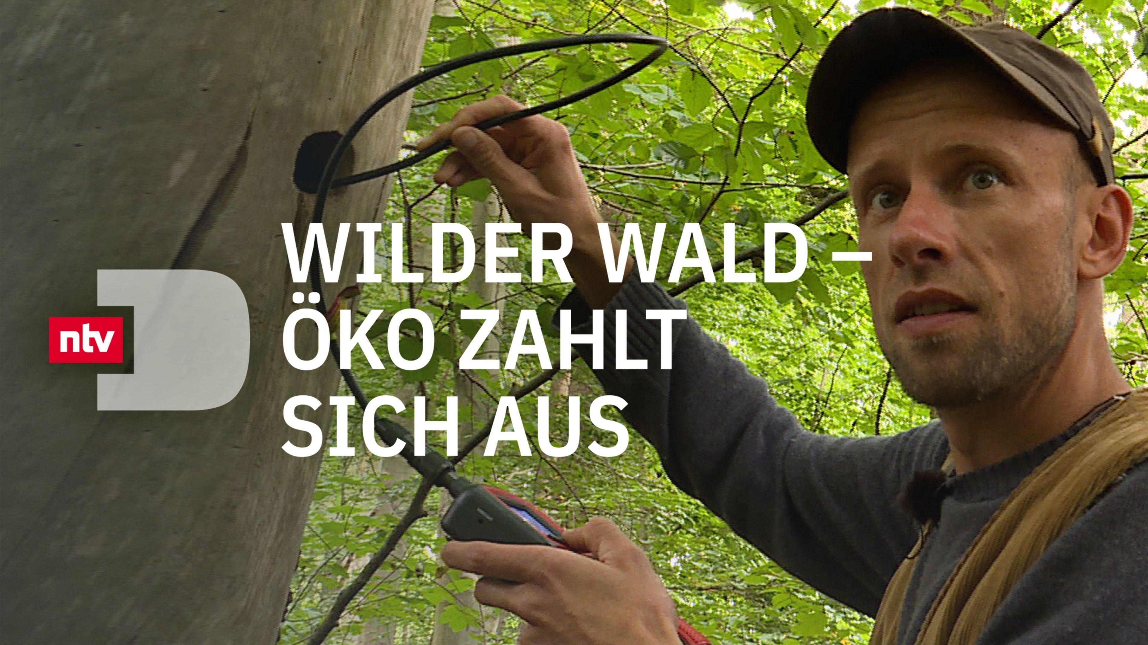 Wilder Wald - Öko zahlt sich aus - Filme online anschauen | RTL+