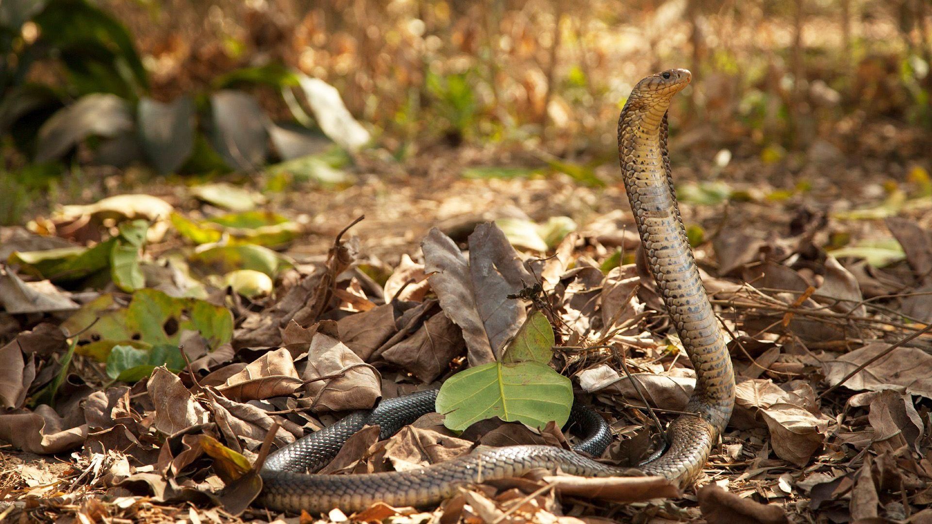 Folge 2 vom 06.05.2023 - Die Todesschlangen - Staffel 1 | RTL+