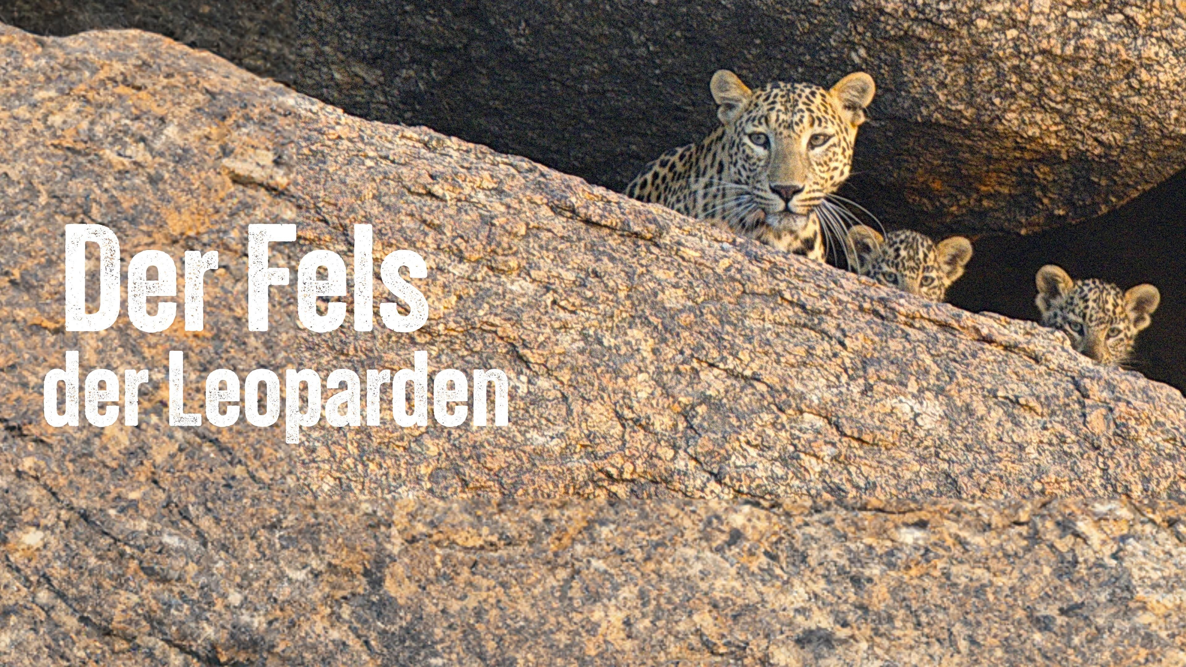 Der Fels der Leoparden - Filme online anschauen | RTL+