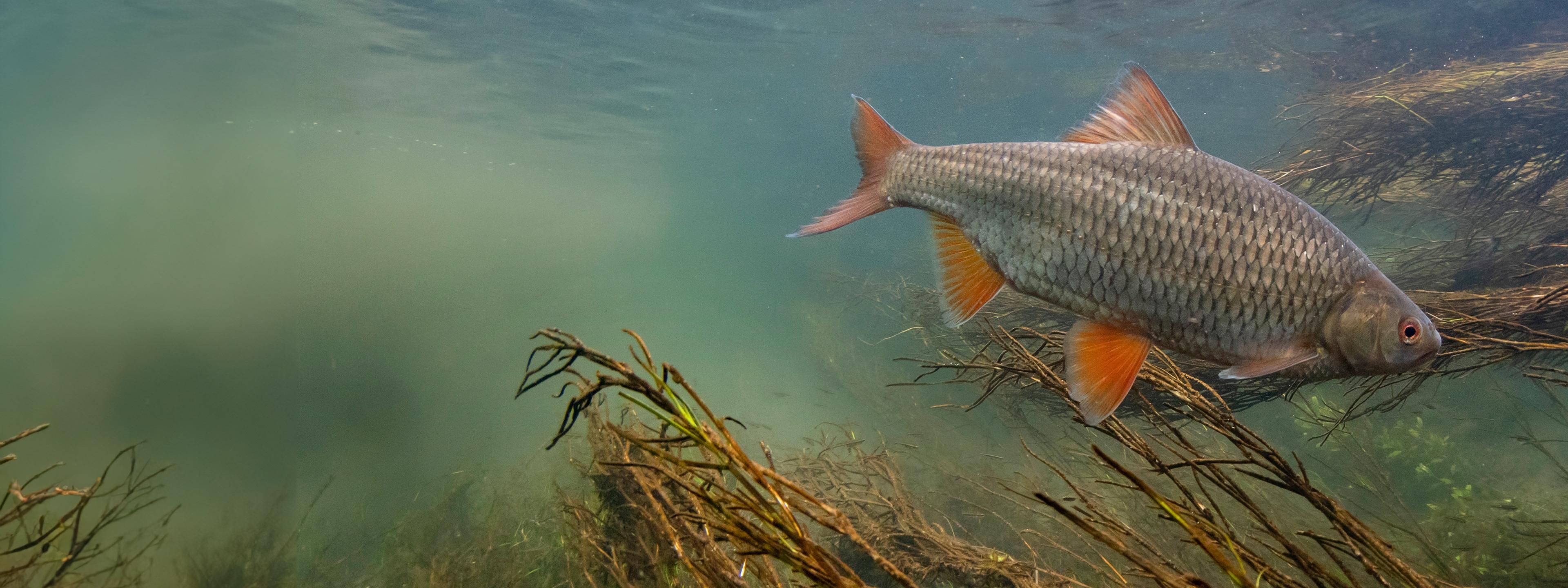 Die verborgene Welt der Fische - Filme online anschauen | RTL+