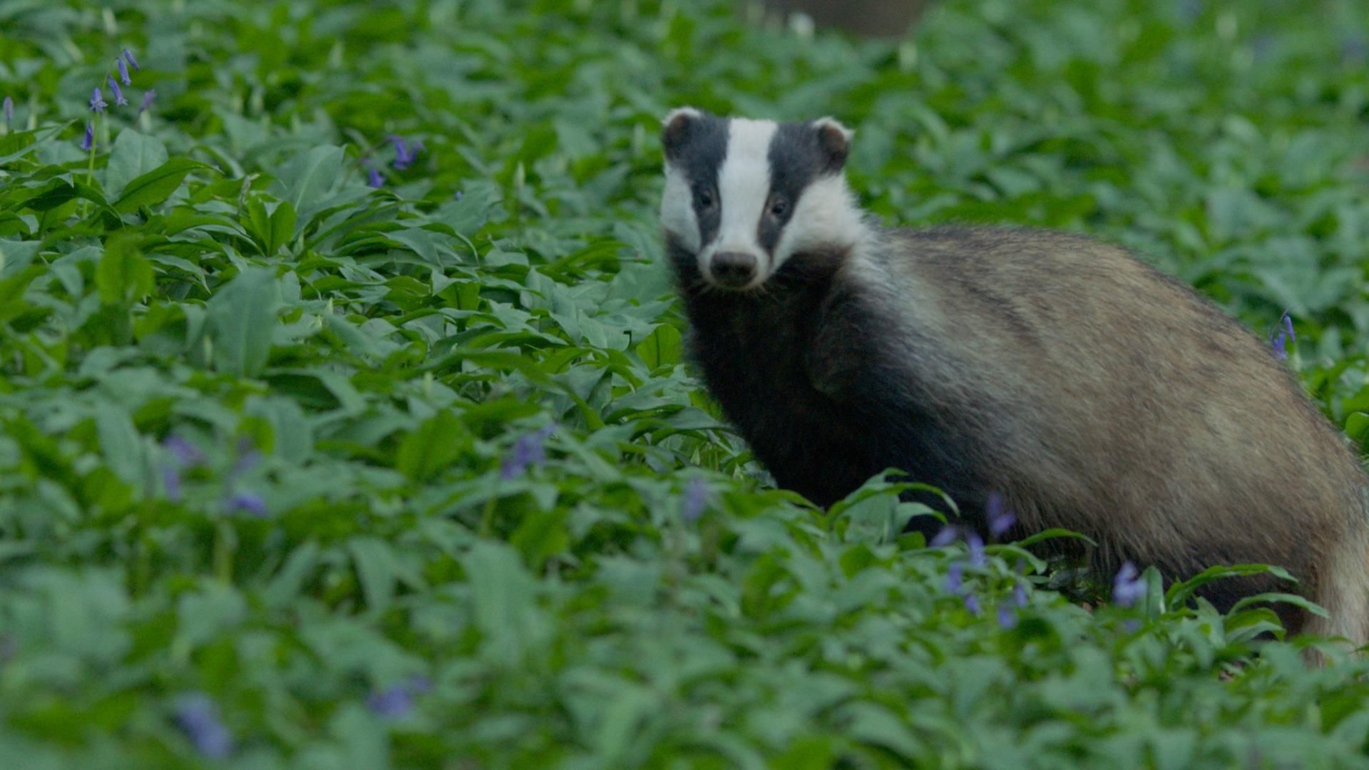Folge 2 - Das geheime Leben der Dachse - Staffel 1 | RTL+