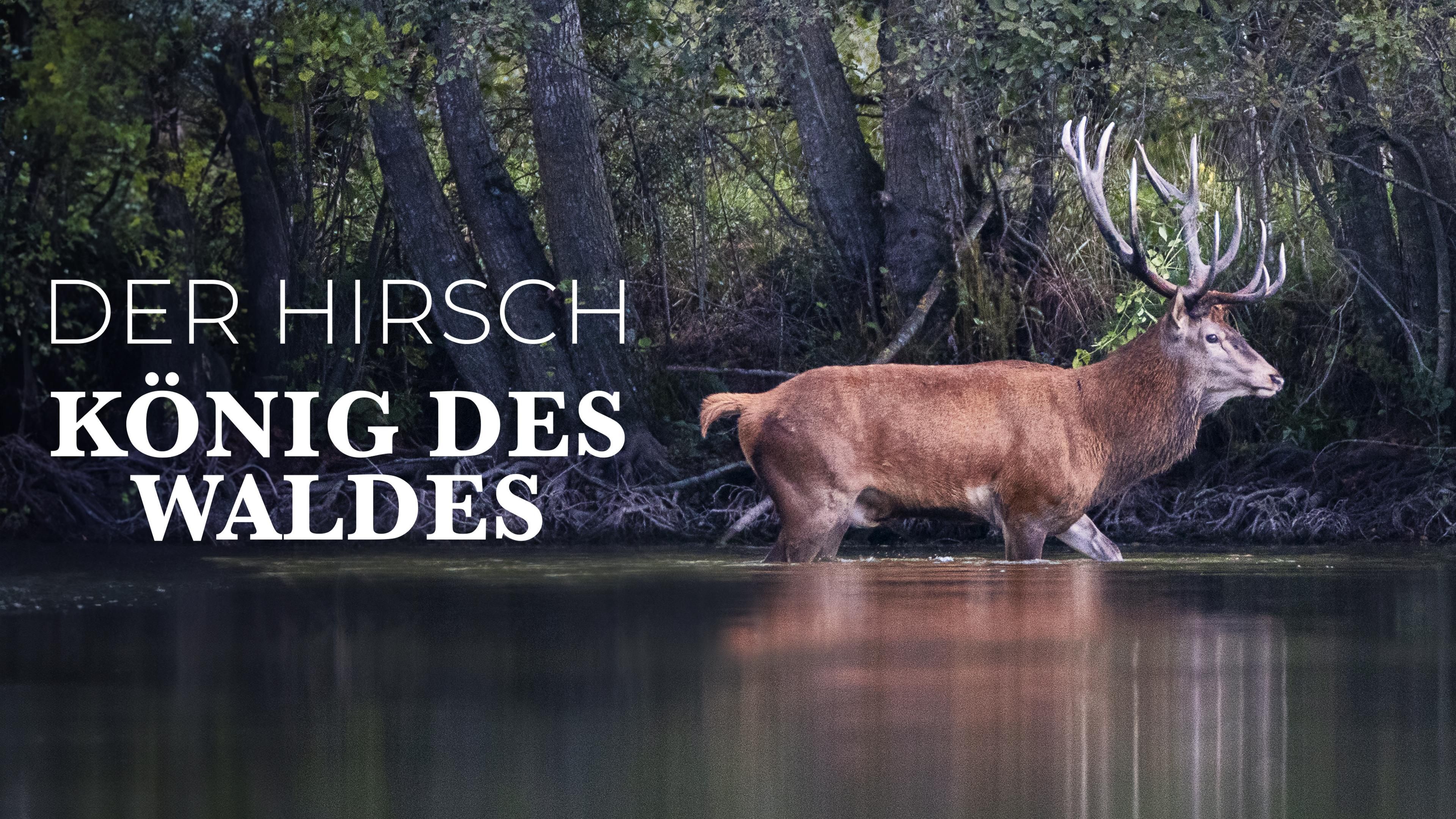 Der Hirsch - König des Waldes - Film online anschauen | RTL+