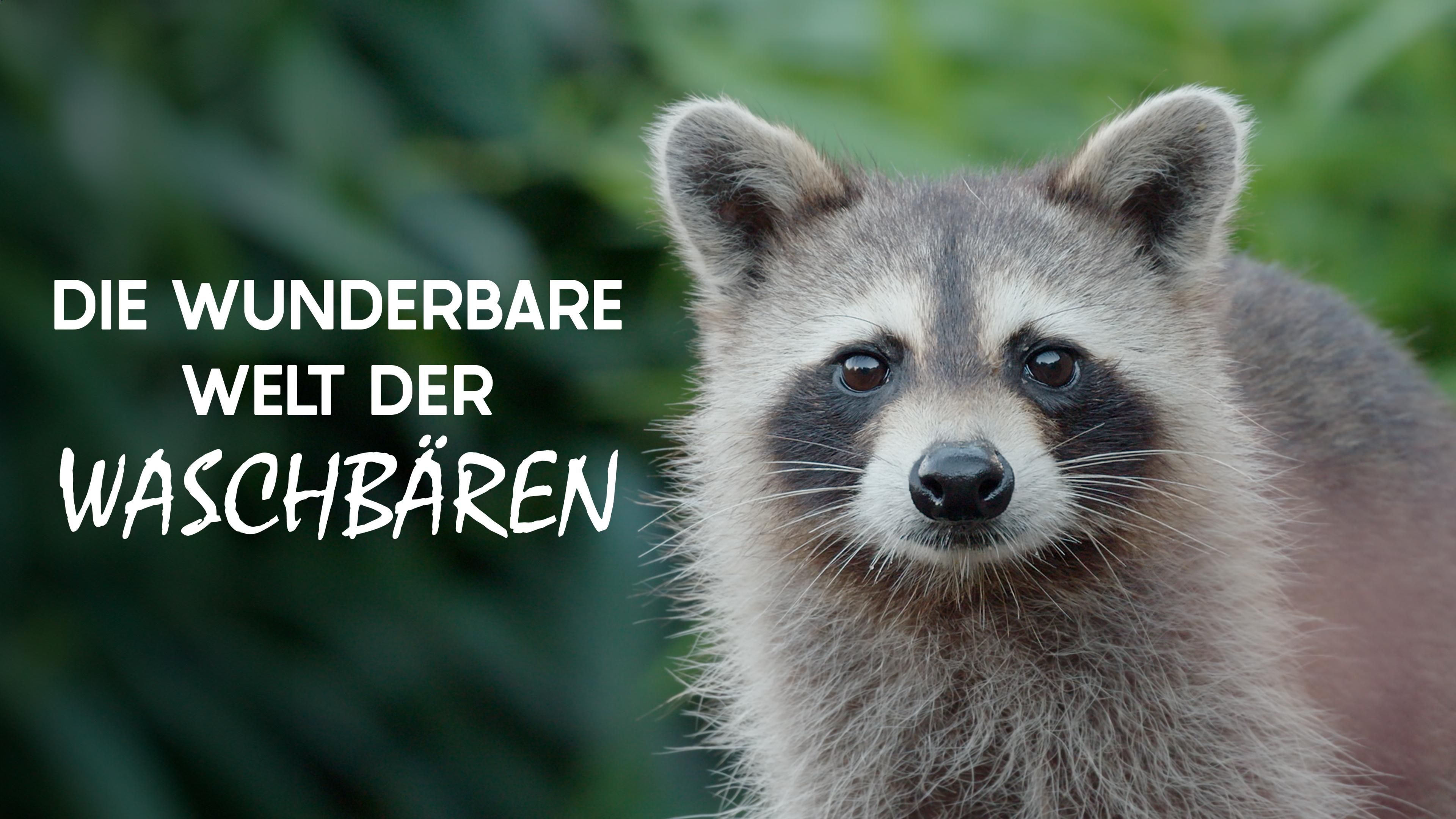 Die wunderbare Welt der Waschbären - Film online anschauen | RTL+