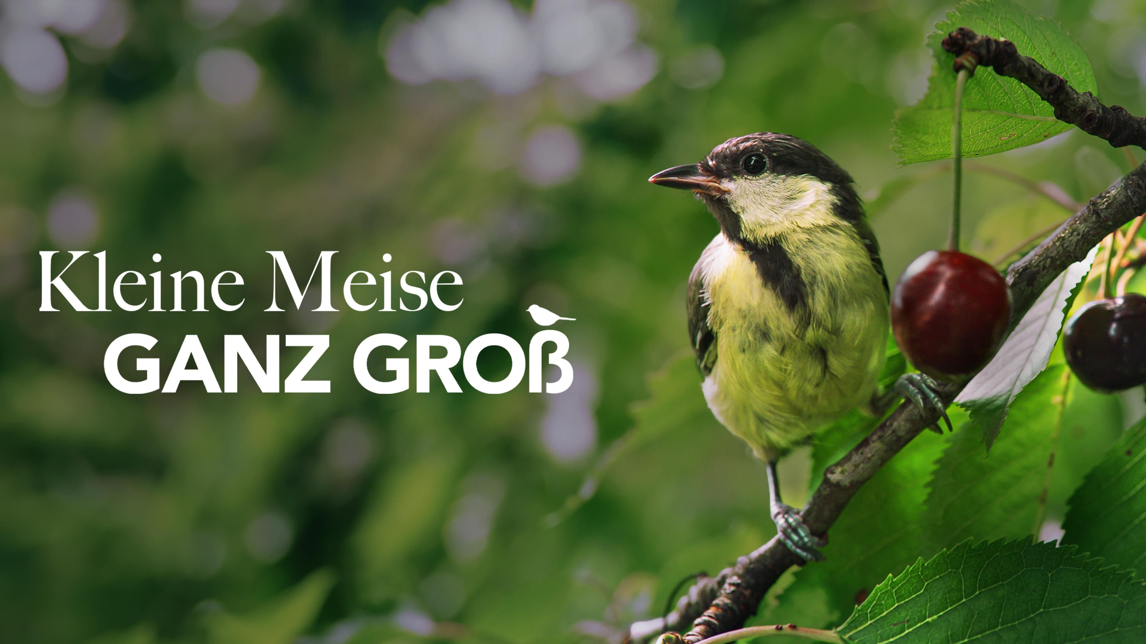 Kleine Meise ganz groß - Filme online anschauen | RTL+